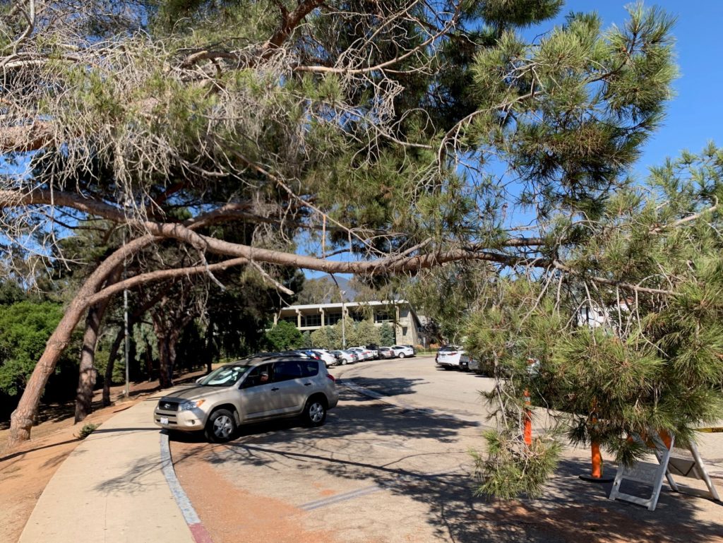 Rec tree | Circling The News