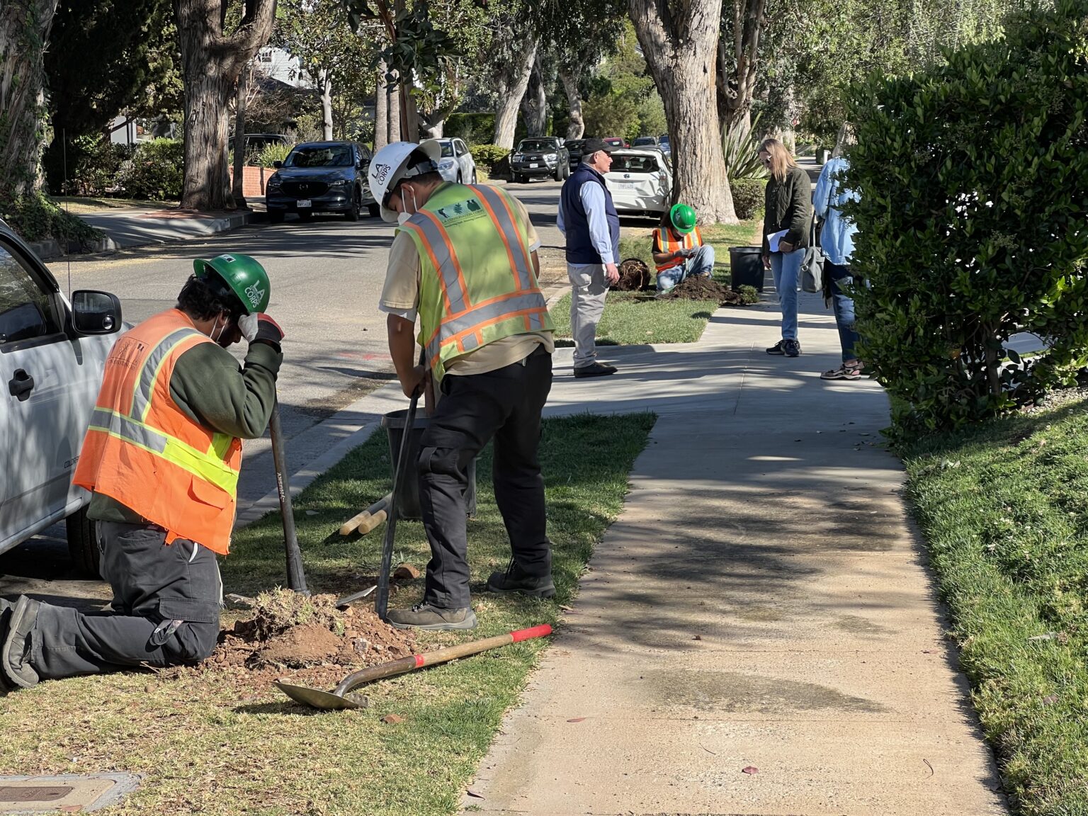 Street Tree Planting Is Underway in Pacific Palisades | Circling The News