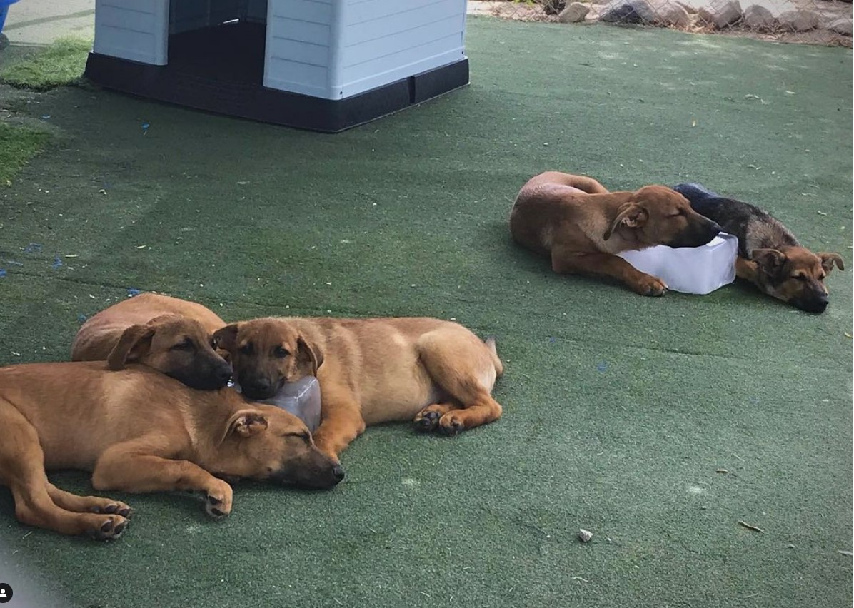 Cold Ice, Warm Heart: Animal Activist Working Overtime to Keep Shelter ...